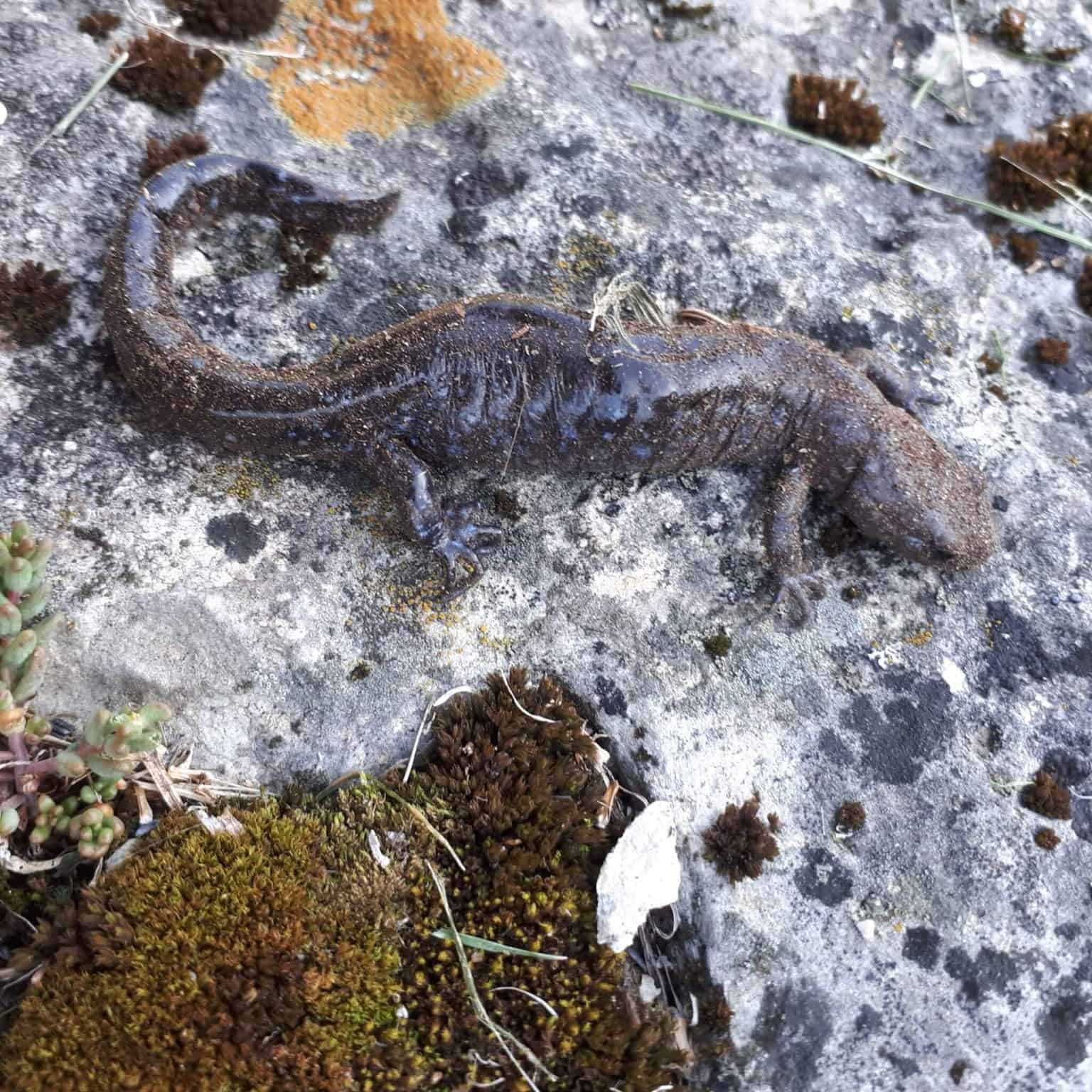 Walking on Ice: How Blue-Spotted Salamanders Defy Freezing Death - A-Z ...