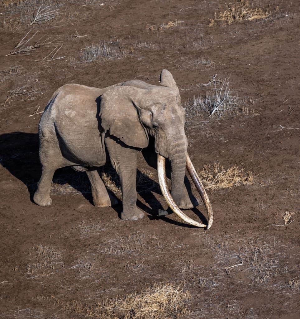 Why Only 30 Super Tuskers Roam Africa—And What Sets Them Apart From All ...