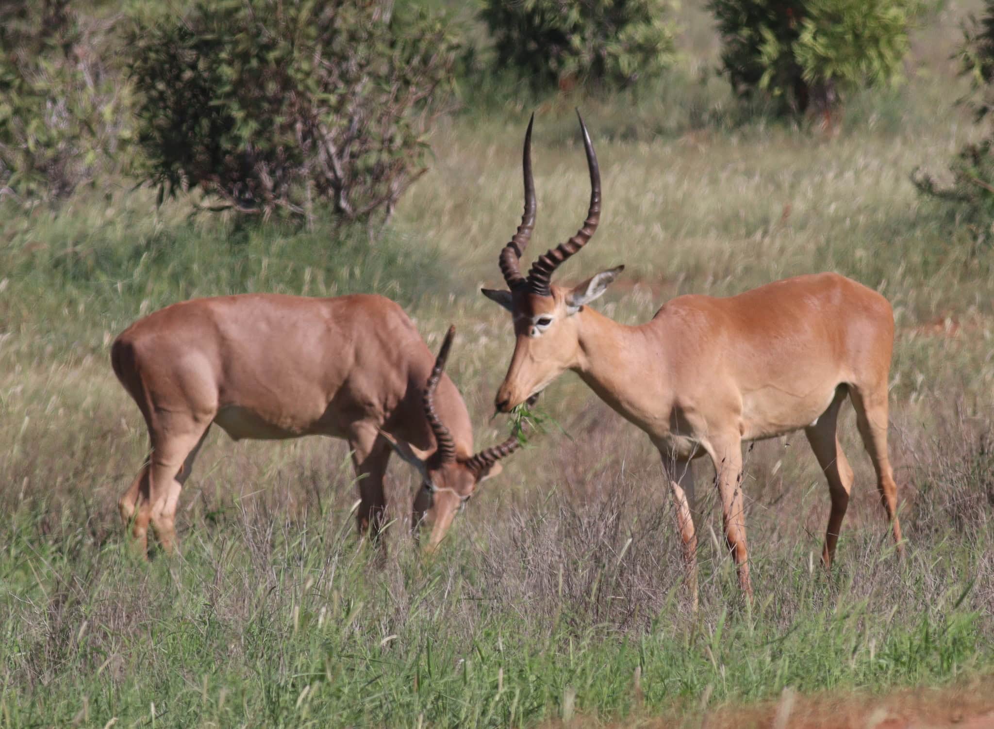 The Antelope That Could Take Its Entire Genus with It: Hirola’s Unfair ...