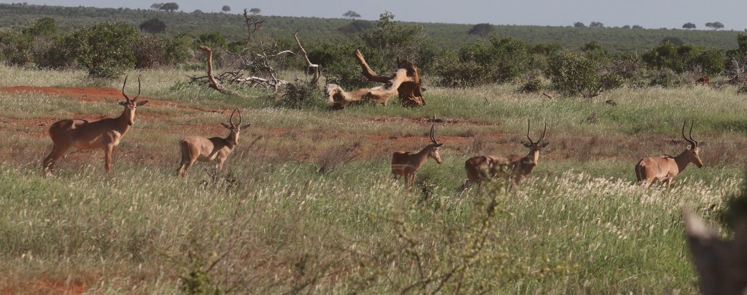 The Antelope That Could Take Its Entire Genus with It: Hirola’s Unfair ...