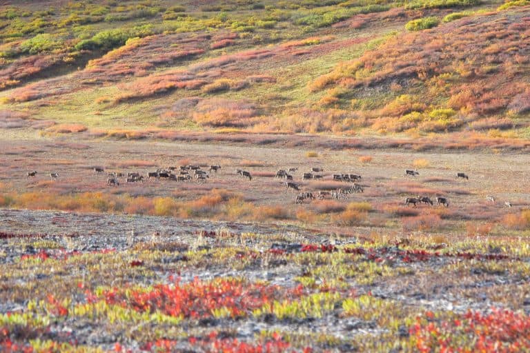 Blocked or Crossed: Why Caribou Survival Hinges on a Single Road - A-Z ...