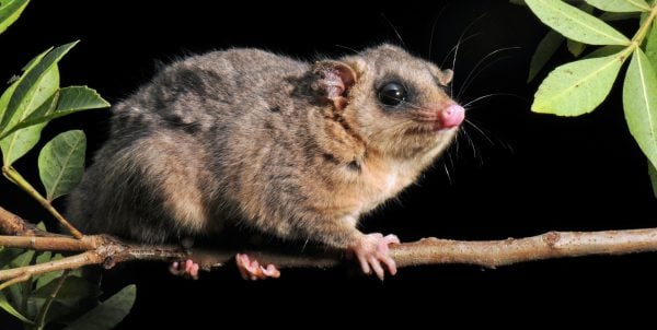 From Feathered Dinosaurs to Tiny Bees, 10 New Species Scientists ...