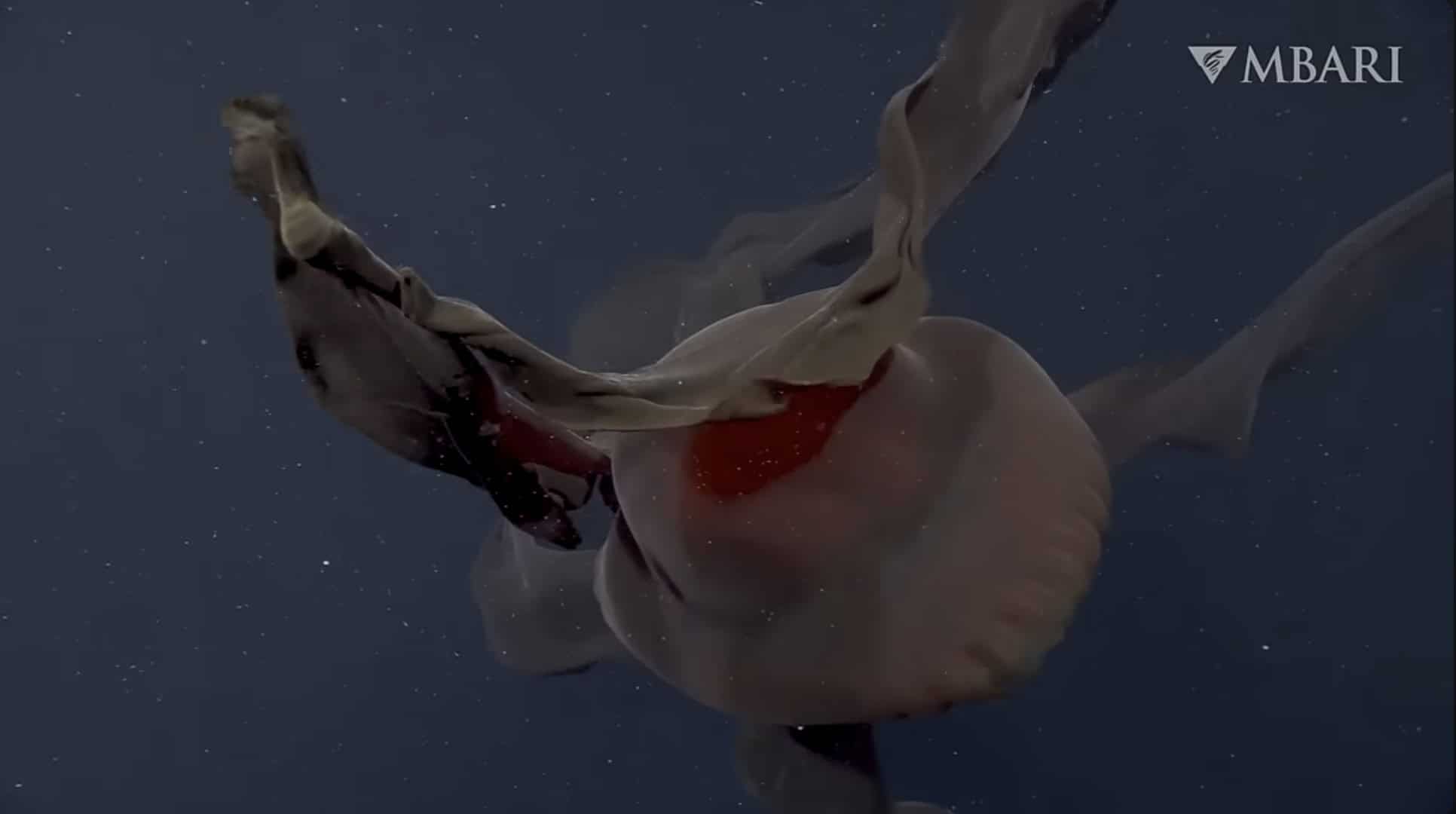 Meet the Phantom Jellyfish That Drifts Through Total Darkness - A-Z Animals