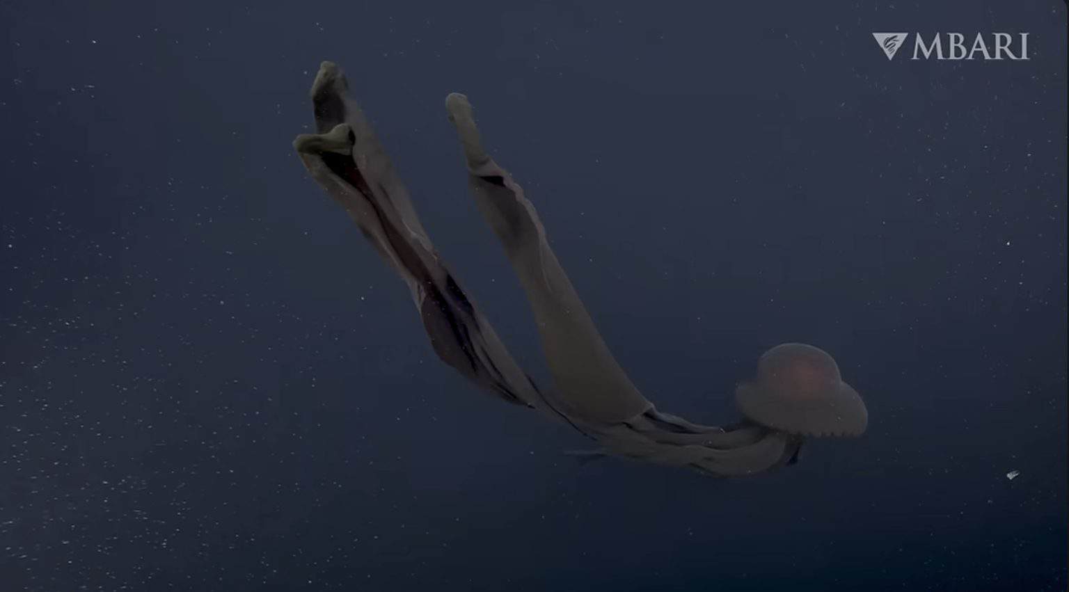 Meet the Phantom Jellyfish That Drifts Through Total Darkness - A-Z Animals