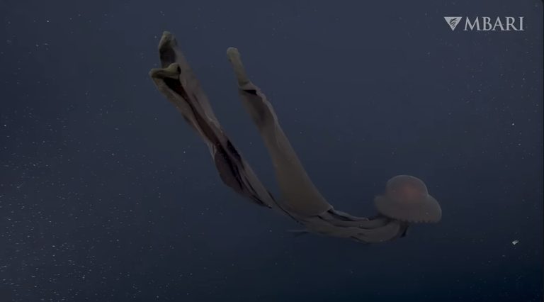 Meet the Phantom Jellyfish That Drifts Through Total Darkness - A-Z Animals
