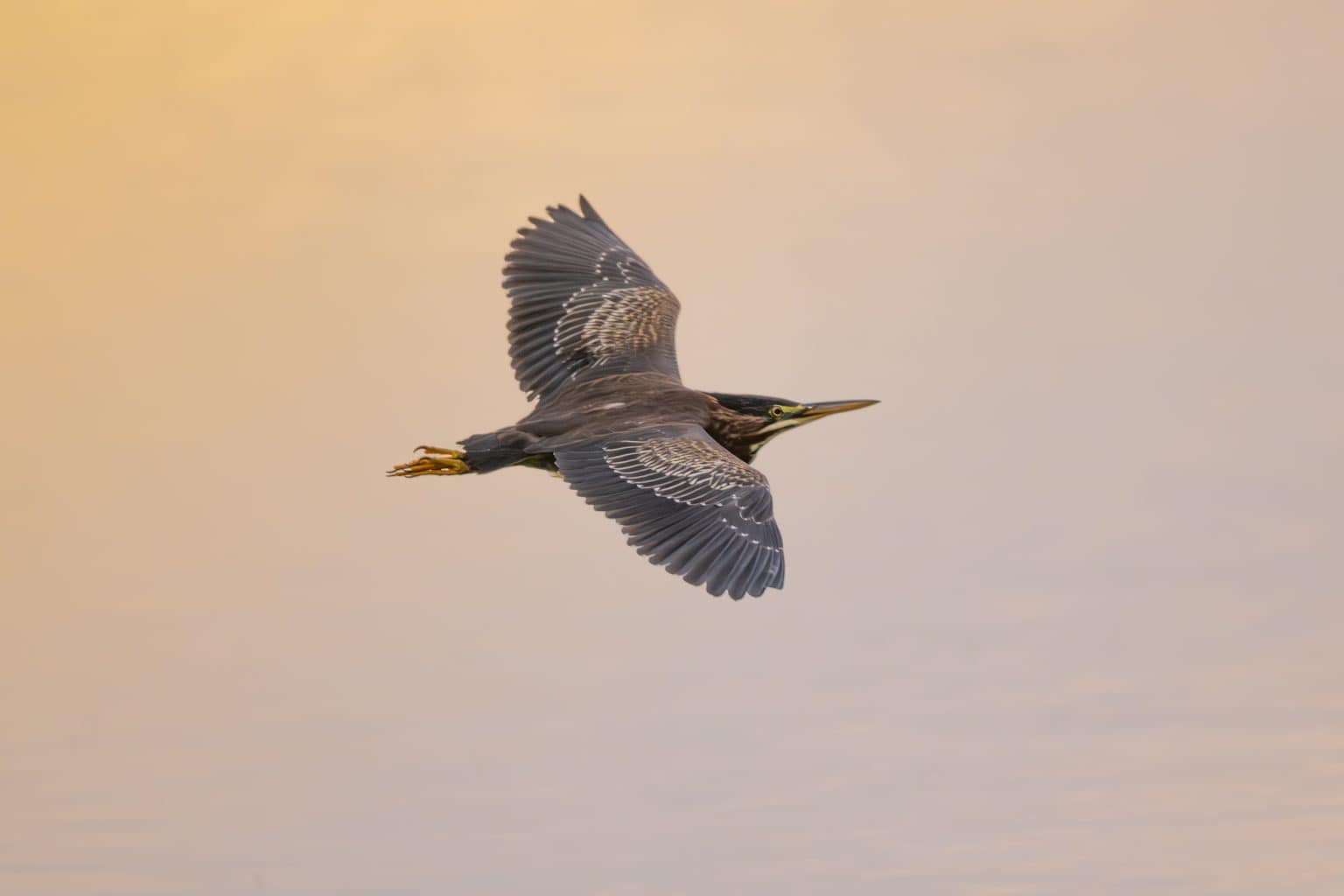 Radar Reveals the Sky as a ‘Living Habitat’ — What This Means for Birds ...