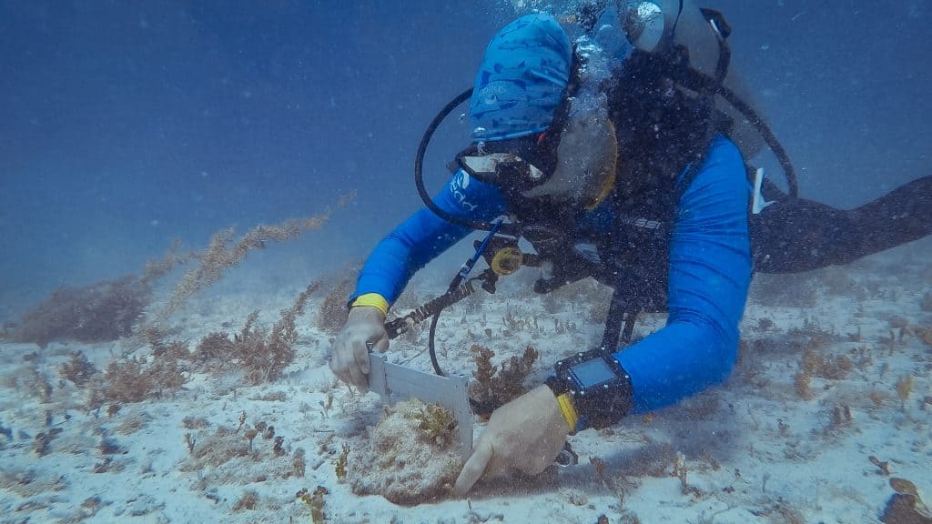 New Study Reveals the Secret Movement of Queen Conchs: Why ‘Giving Them ...