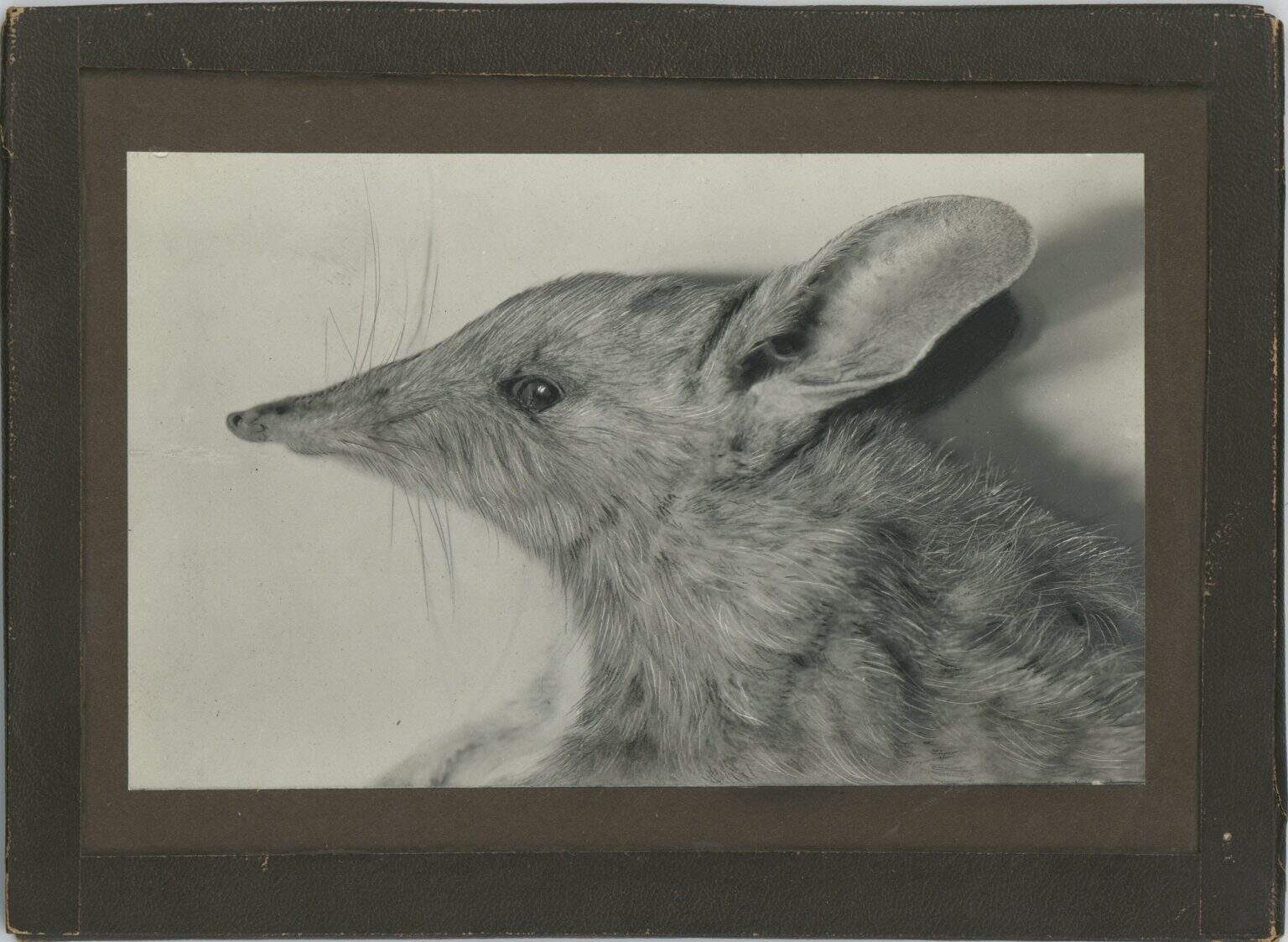 Think Extinction Is Rare? 2025’s Red List Shatters That Myth - A-Z Animals