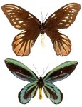 The World’s Most Valuable Butterfly: Why the Queen Alexandra’s Birdwing ...