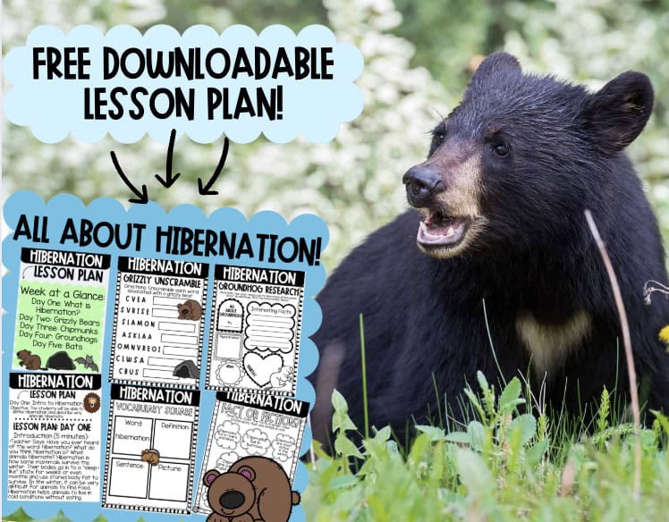 Hop into Learning: A Free Unit Plan for Kids All About Rabbits - A-Z ...