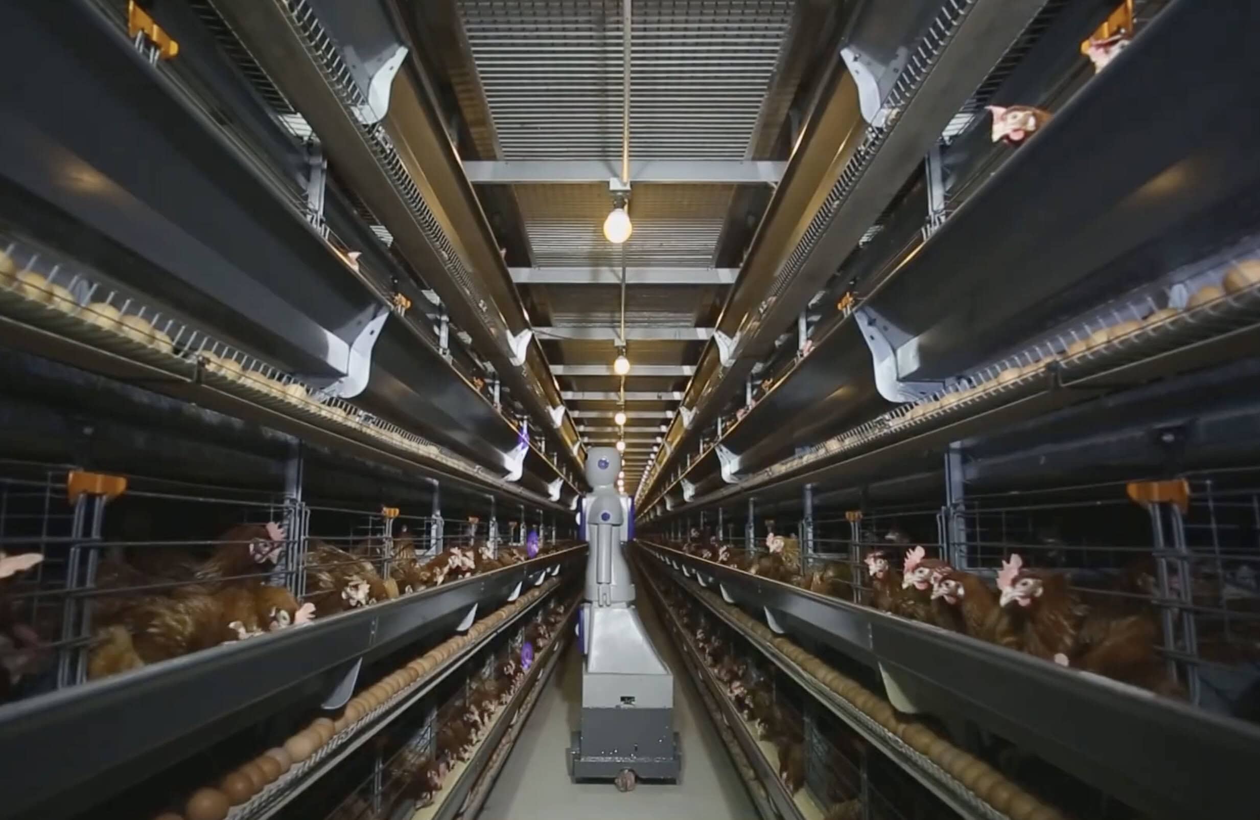 3 Million Hens, One Building: The High-Tech "Egg City" Redefining ...