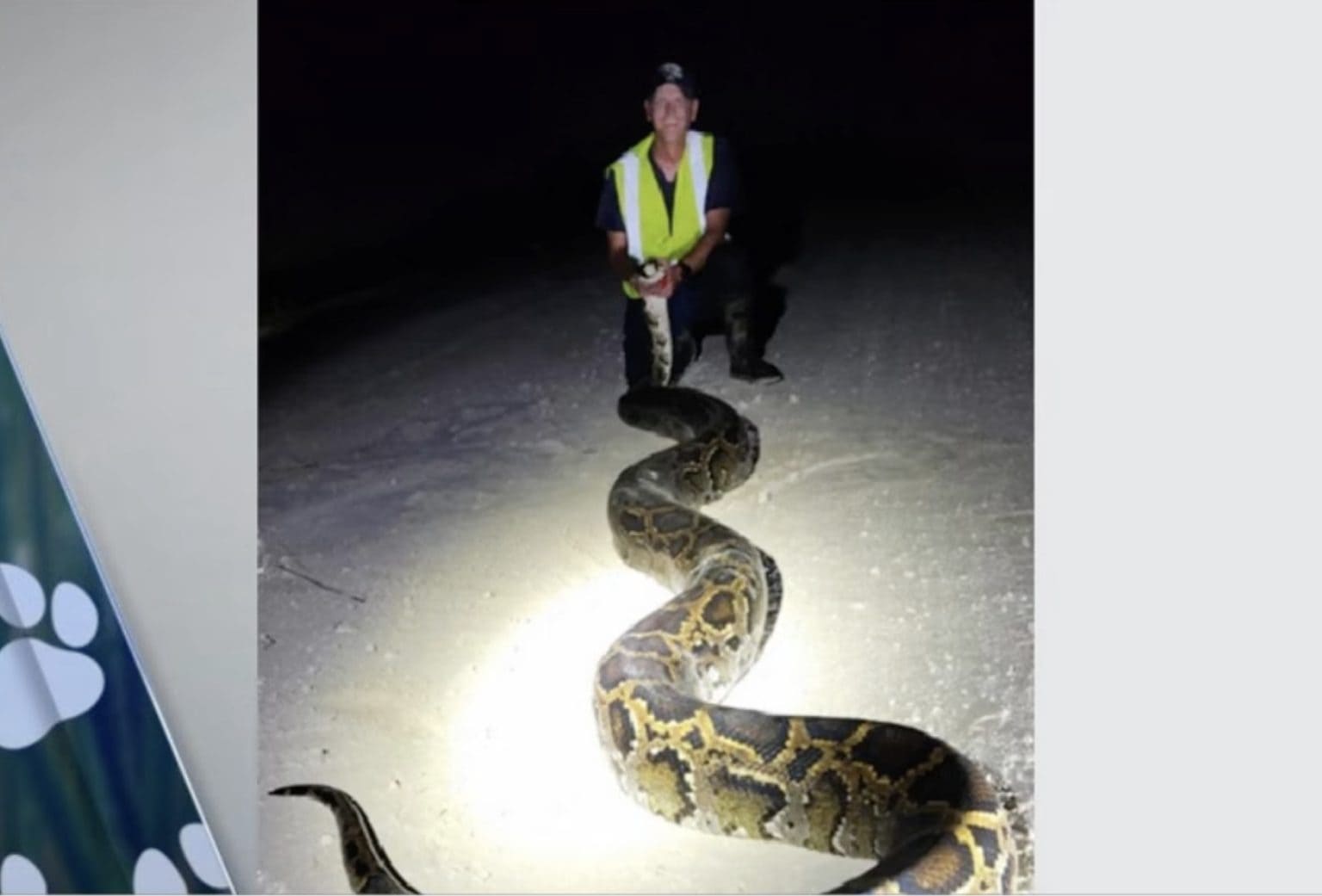 A Routine Hunt in the Everglades Turned Into a Record-Breaking Python ...