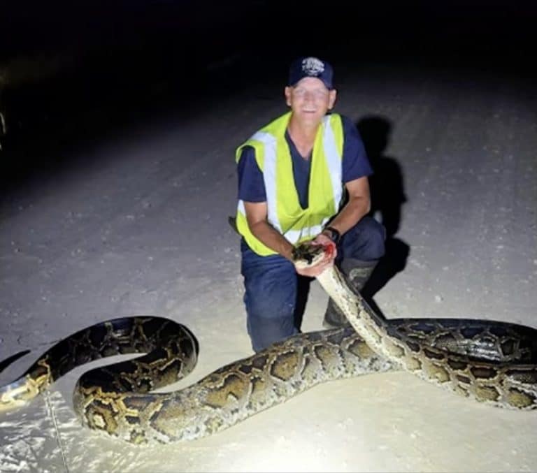 A Routine Hunt in the Everglades Turned Into a Record-Breaking Python ...