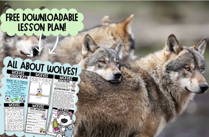 Welcome to Shark School: A 5-Day Ocean Animal Lesson Plan for Kids - A ...