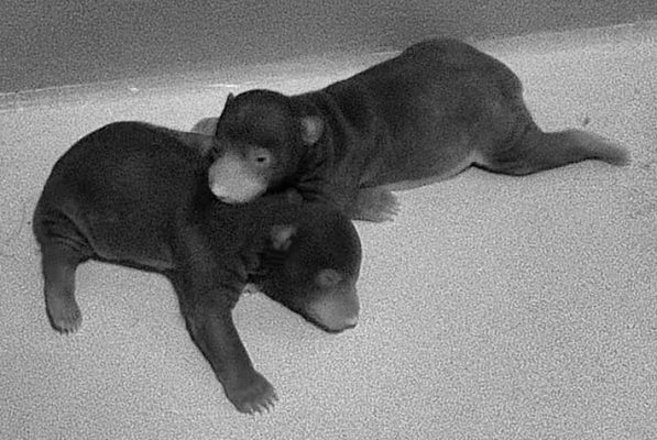 First Look: Smithsonian National Zoo's Newest Arrivals - A-Z Animals