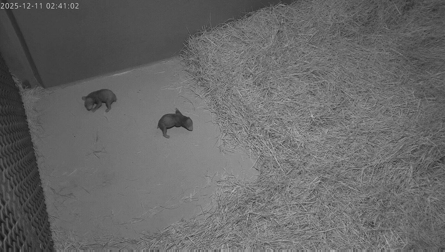 First Look: Smithsonian National Zoo's Newest Arrivals - A-Z Animals