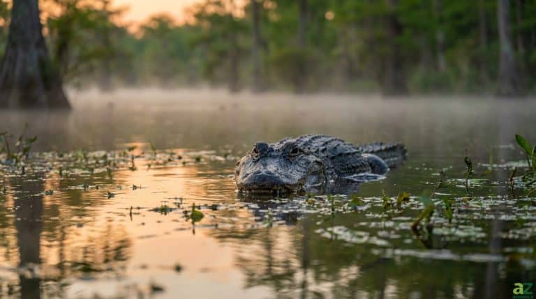 This is the Most Croc-Infested Water Body in Florida - A-Z Animals