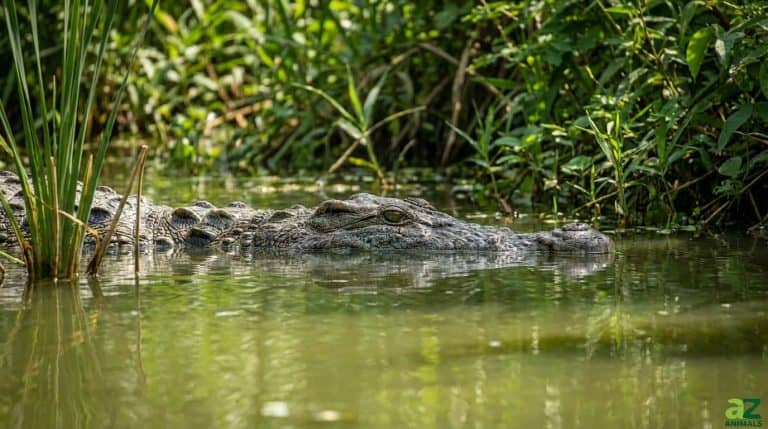 Crocodile Explodes Out of Water in Gravity-Defying Vertical Jump - A-Z ...
