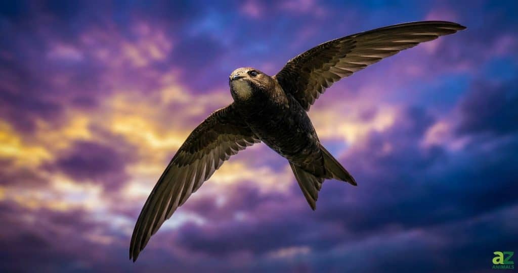 10 Months Airborne: The Record-Breaking Bird That Never Lands - A-Z Animals