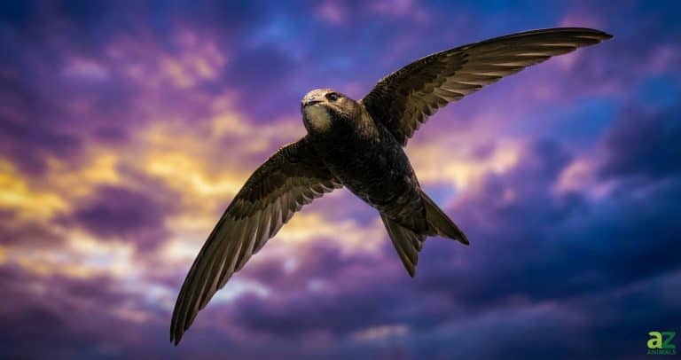 Meet The Bird That Mates and Sleeps While Airborne - A-Z Animals