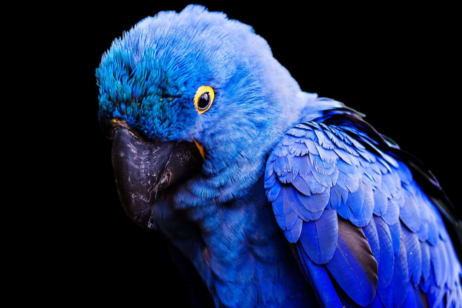 Outliving Their Owners, Parrots Face a Hidden Battle with Grief - A-Z ...
