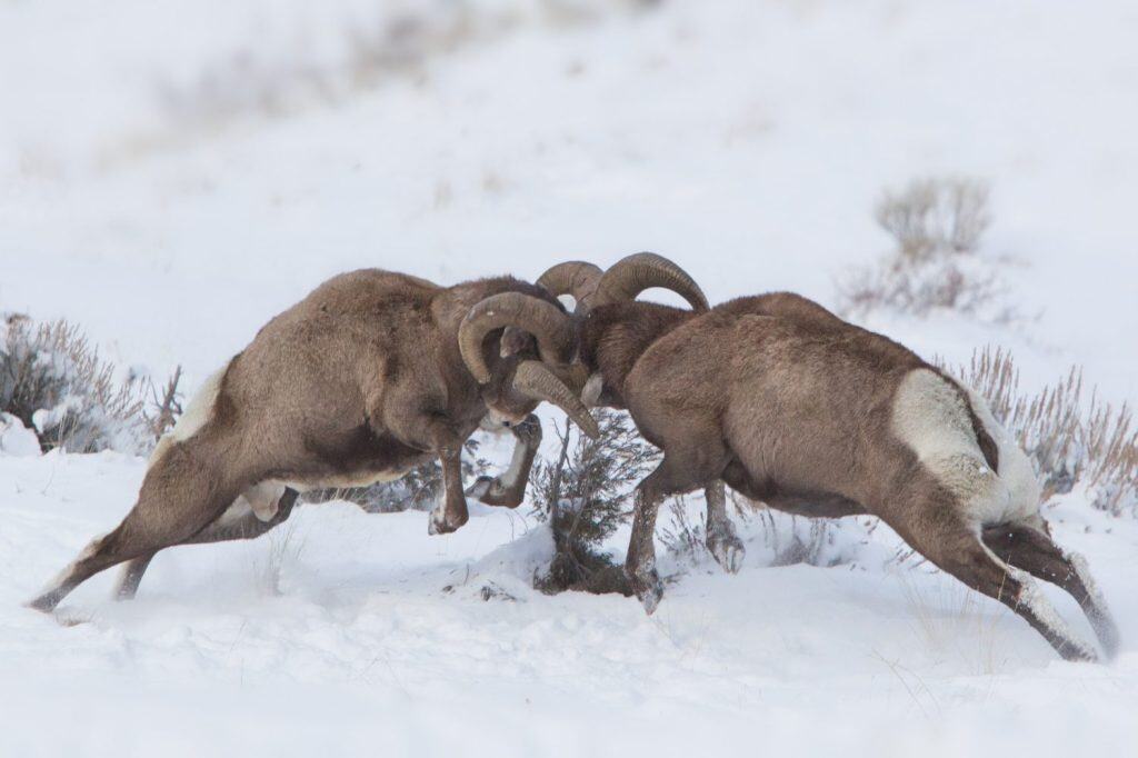 Colorado’s Ultimate Survivor: Why the Bighorn Sheep Became the State ...