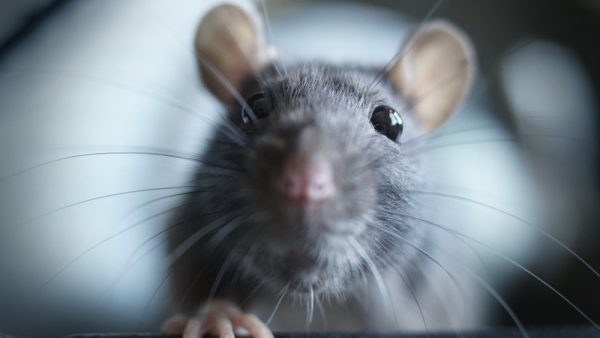 The "Boggle" of Joy: Why a Happy Rat’s Eyes Pulse in Their Sockets - A ...
