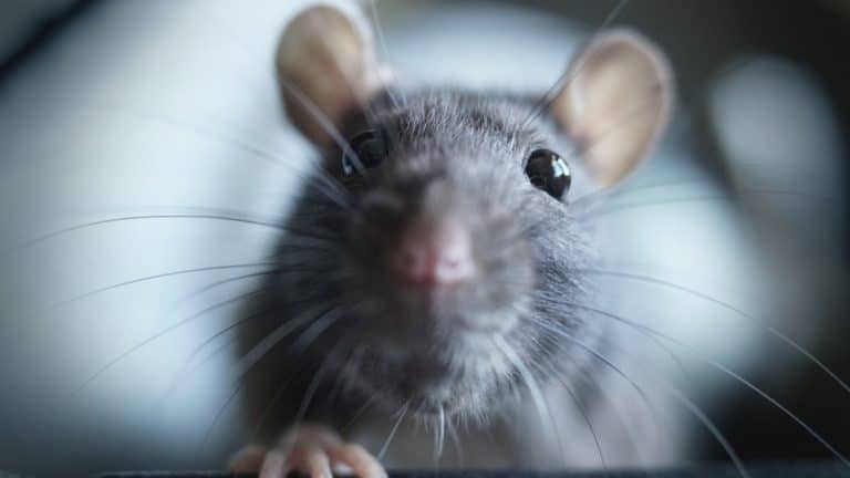 The "Boggle" of Joy: Why a Happy Rat’s Eyes Pulse in Their Sockets - A ...