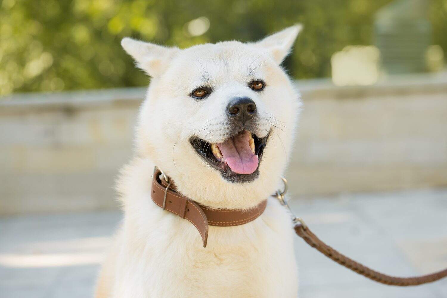 Kishu Dog Breed Complete Guide - A-Z Animals