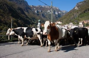 Transhumance: A Living Tradition of Seasonal Movement - A-Z Animals