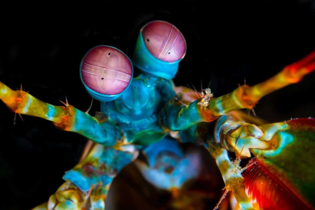 This Tiny Ocean Creature Has One of the Fastest Attacks in the Ocean ...
