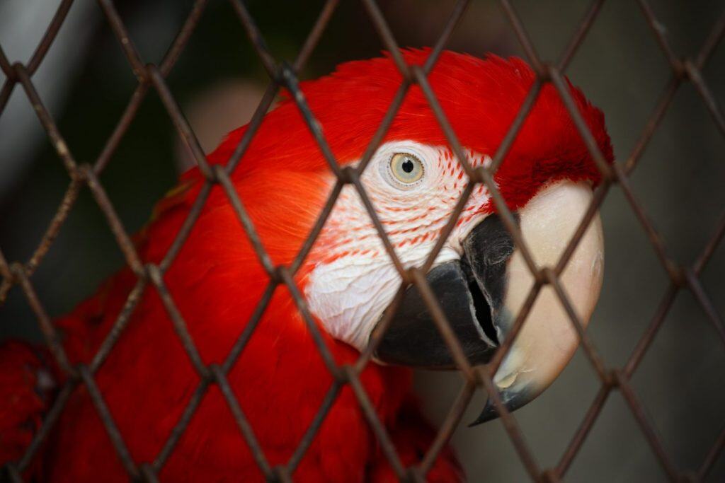 Outliving Their Owners, Parrots Face a Hidden Battle with Grief - A-Z ...