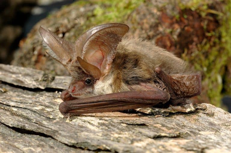 Bullfrog Teeth: Everything You Need To Know - A-Z Animals