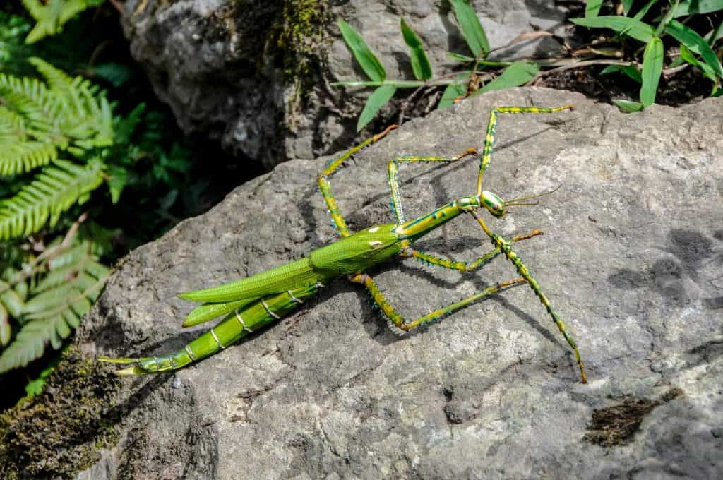 Why This Massive Stick Insect Looks Like a Branch and Acts Like a ...