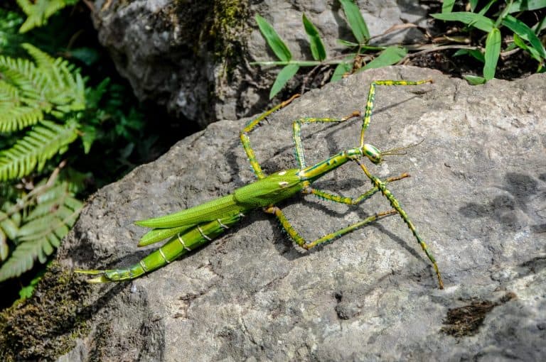 Why This Massive Stick Insect Looks Like a Branch and Acts Like a ...