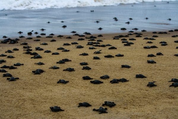 Inside the Massive, Synchronized Migration of the World's Most Loyal ...