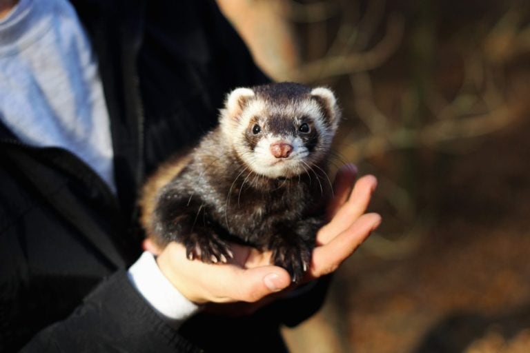 Ferret Teeth: Everything You Need to Know Animal Facts - A-Z Animals