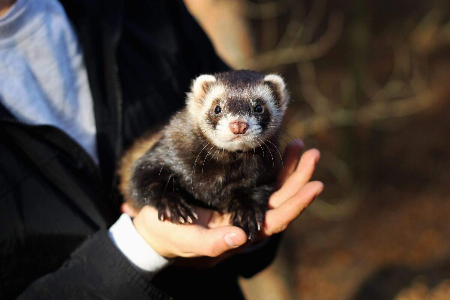Ferret Teeth: Everything You Need to Know Animal Facts - A-Z Animals