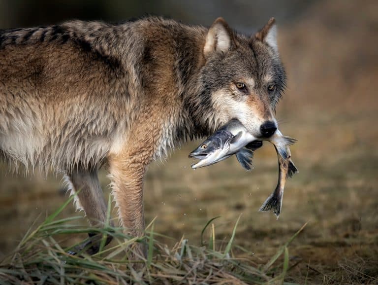 These Wolves Eat So Much Salmon, They Smell Fishy - A-Z Animals