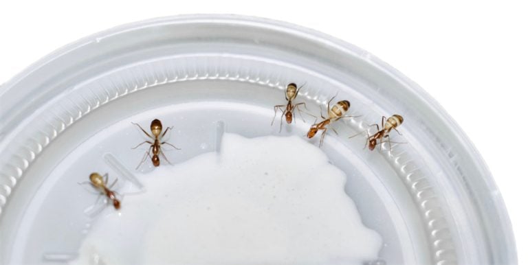 The Most Effective Homemade Fire Ant Treatment - A-Z Animals