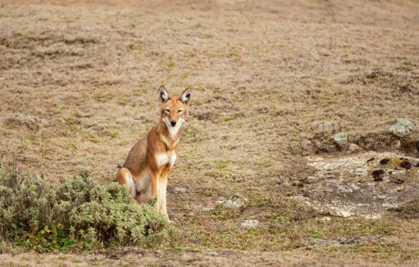 Why Animals Seem Fine Until They Suddenly Vanish From Fragmented ...