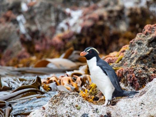 Not Just 18 Species: Why Modern Science Just Expanded the Penguin ...