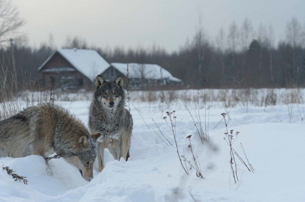 The Chernobyl Miracle: How Mutant Wolves Developed a Biological Shield ...
