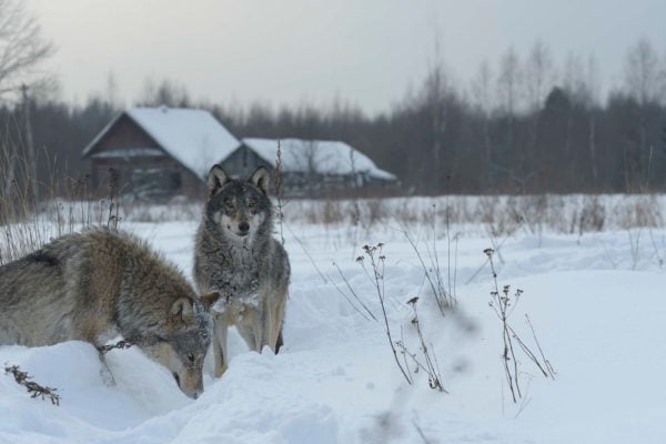 The Chernobyl Miracle: How Mutant Wolves Developed a Biological Shield ...