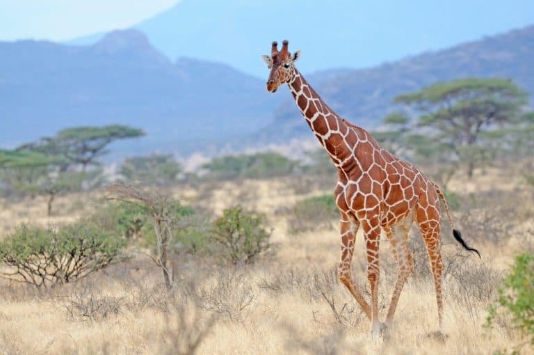 4 Species of Giraffe Explained: How Scientists Rethought the ...