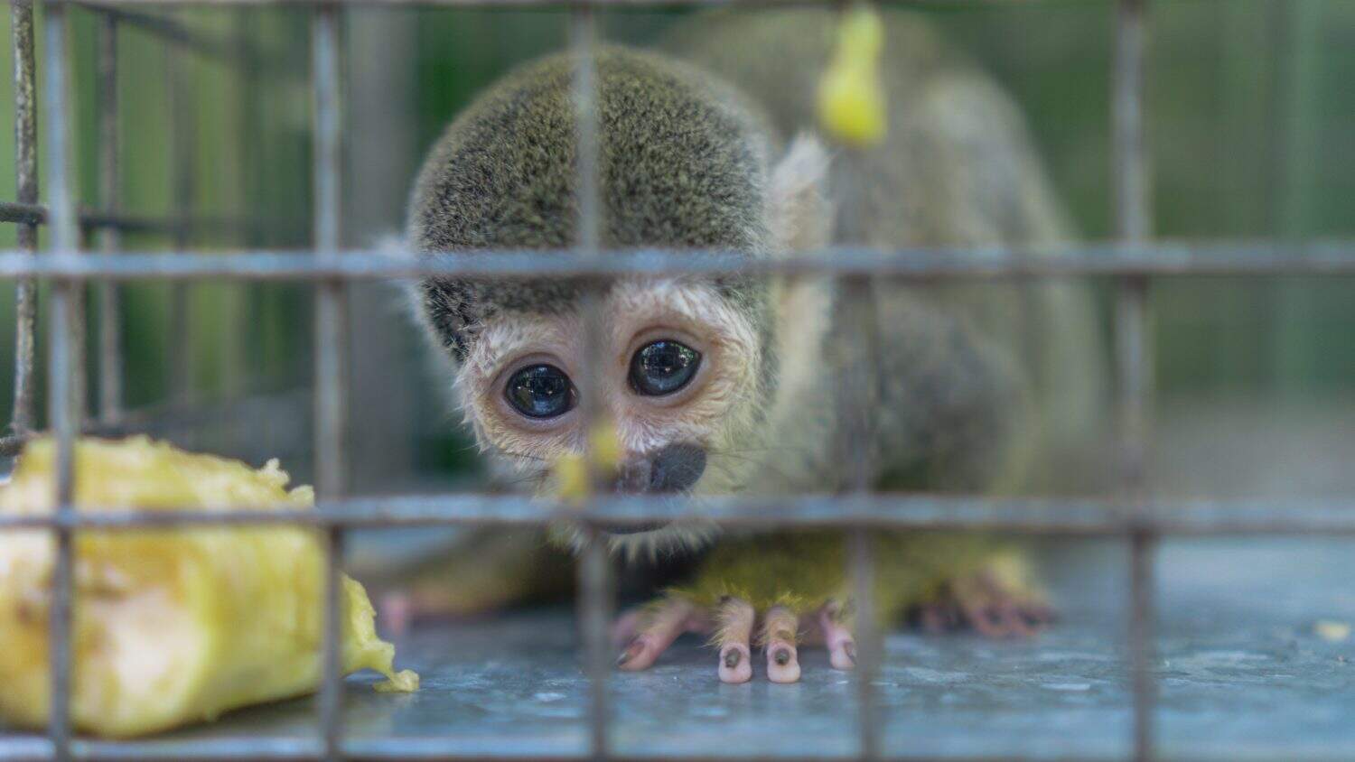 South Carolina’s Exotic Animal Laws: What’s Legal to Own and What’s Not ...