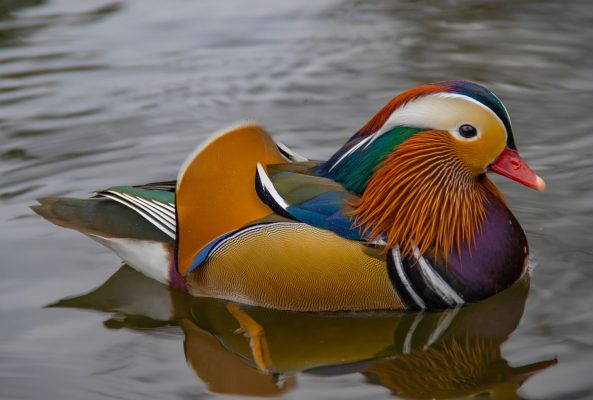 This Mandarin Duck Looks Like It Was Painted by Hand - A-Z Animals