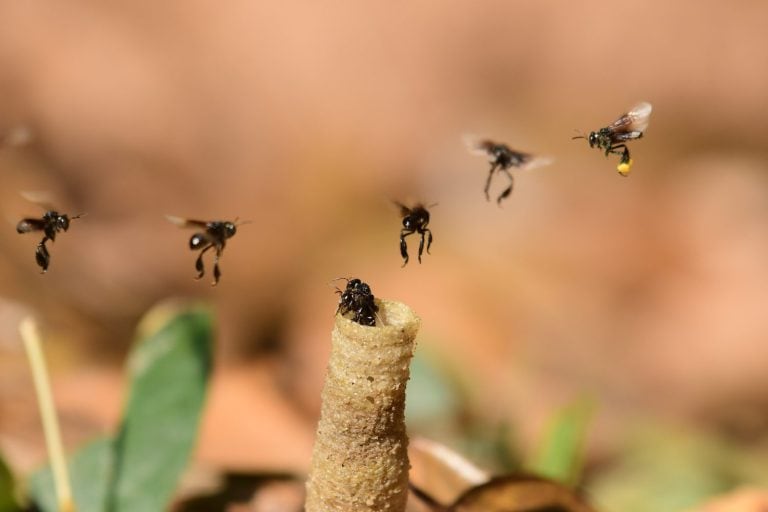 Surprising But True... Wasps Are Actually Important Pollinators And ...