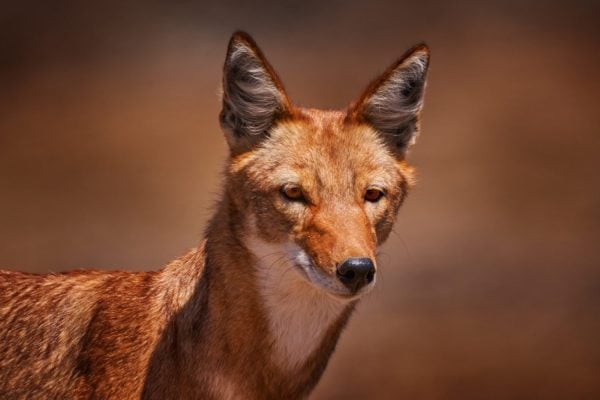 The Endangered Wolf With a Sweet Tooth Scientists Didn’t Expect - A-Z ...