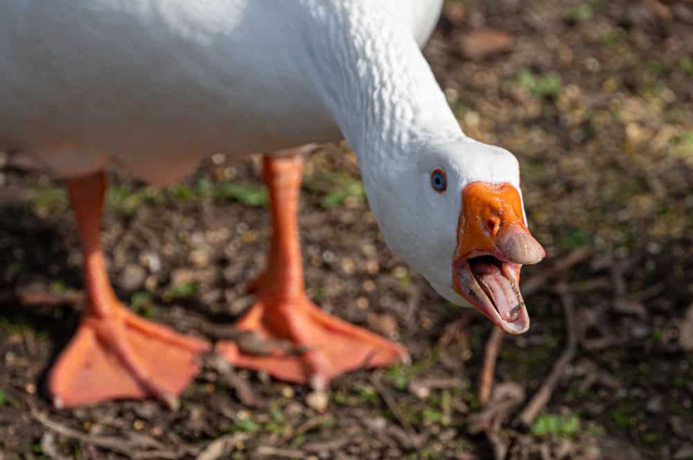 Why a Brazilian Prison Chose Geese Instead of Guard Dogs - A-Z Animals